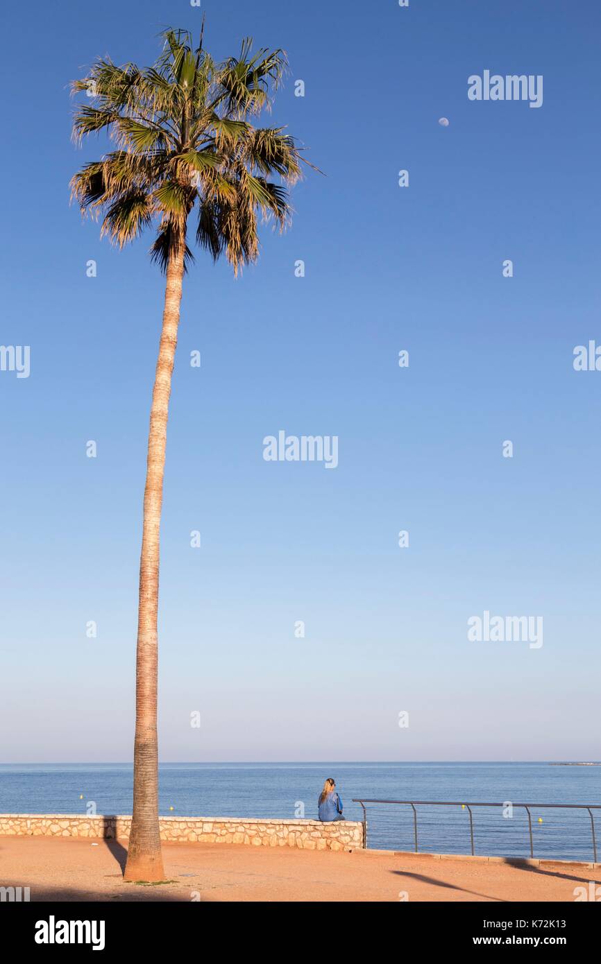 France, Alpes-Maritimes, Antibes, palm tree of the green space of the ...