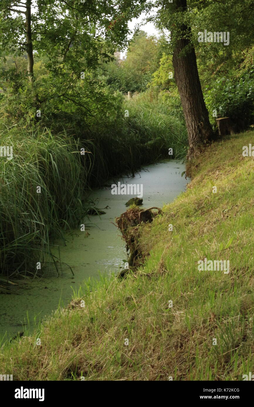Weeds in drainage channel hi-res stock photography and images - Alamy