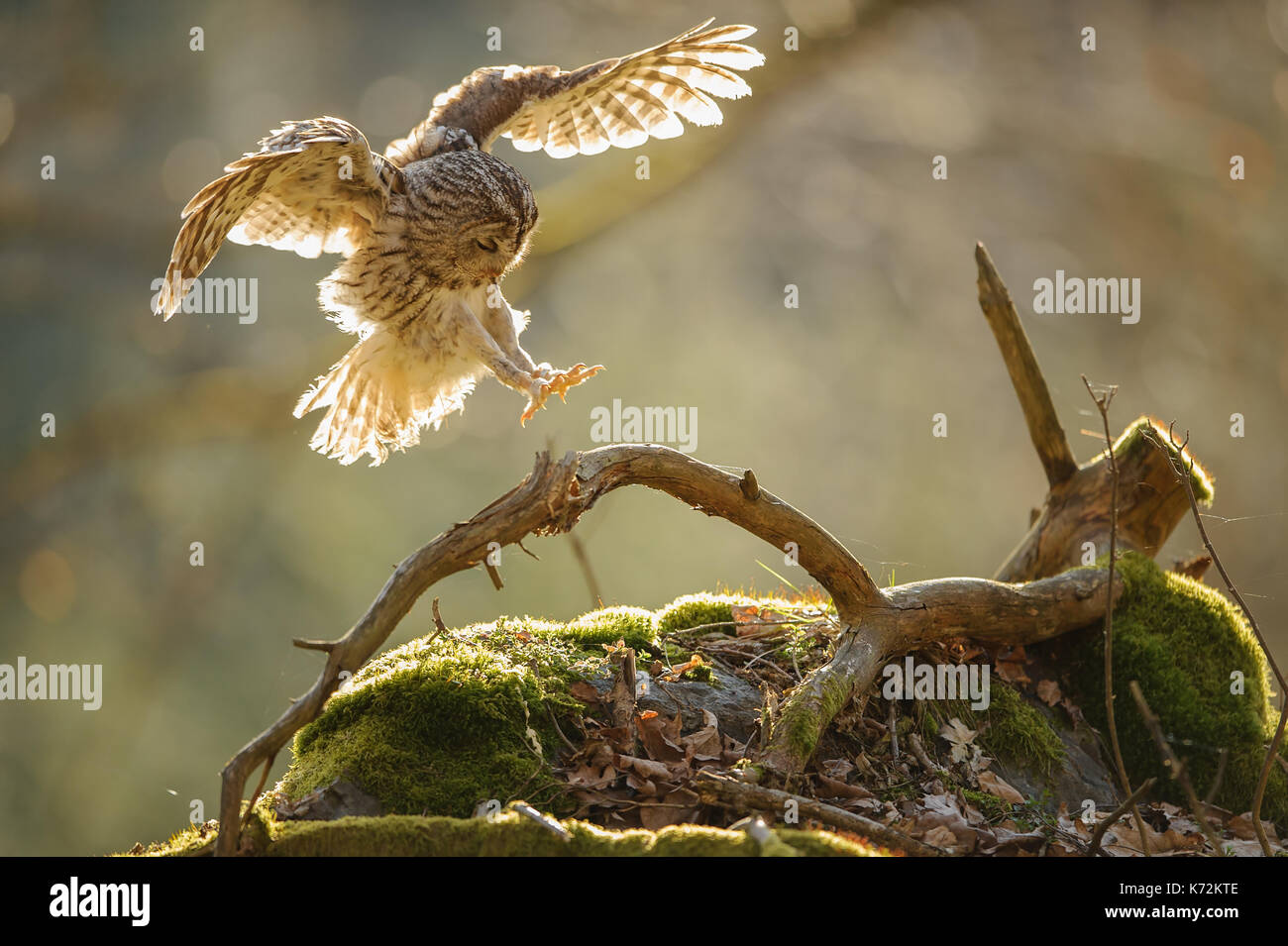 Landing Tawny owl with outstretched wings Stock Photo - Alamy