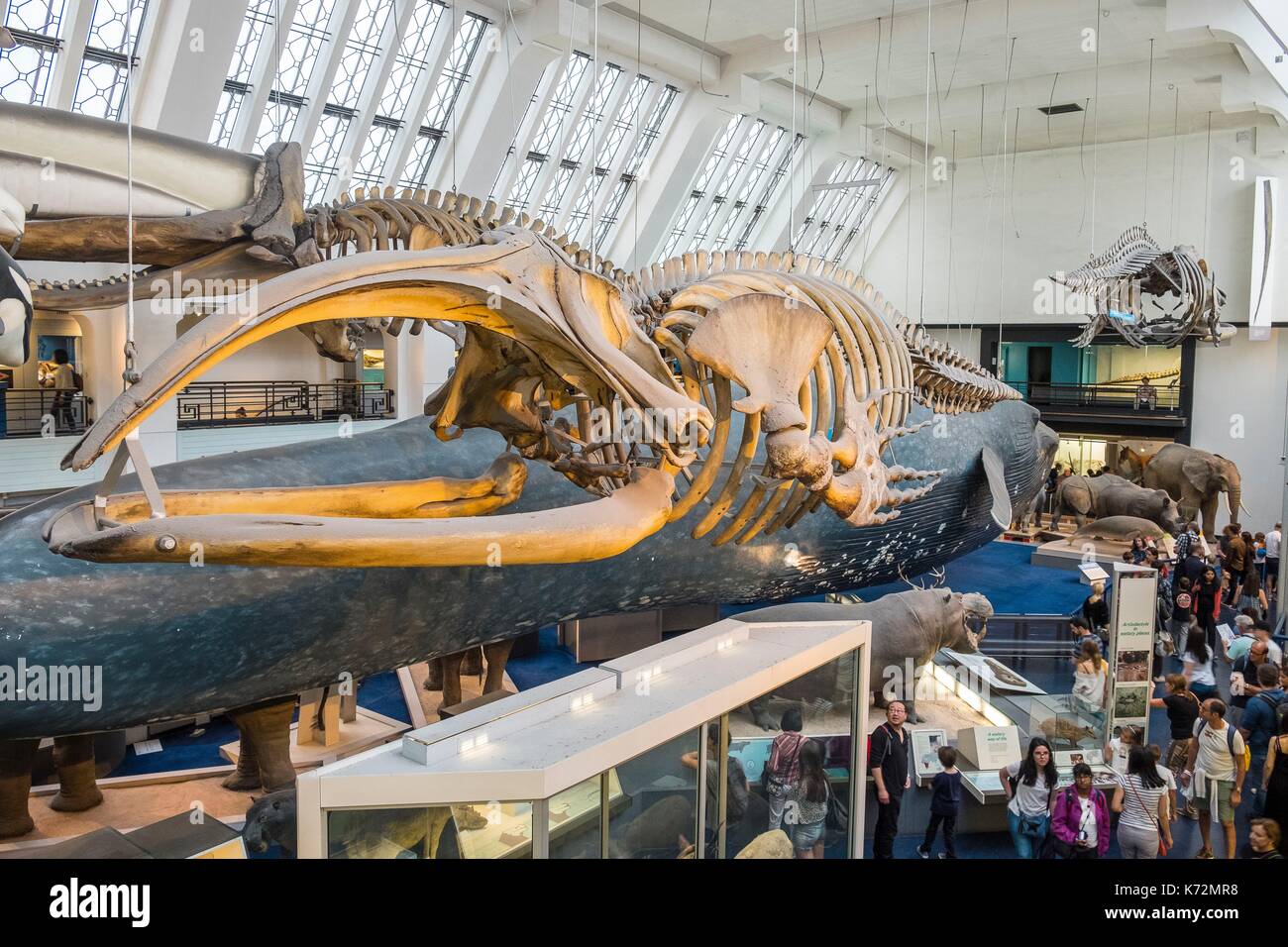 United Kingdom, London, Natural History Museum, blue zone, Mammals ...