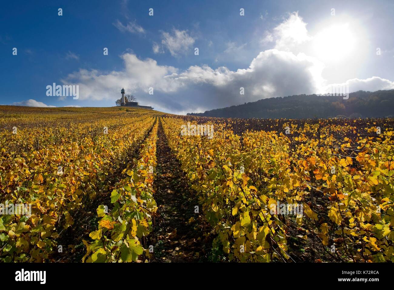 France, Marne, Verzenay, champagne grapes and wineyard, Verzenay ...
