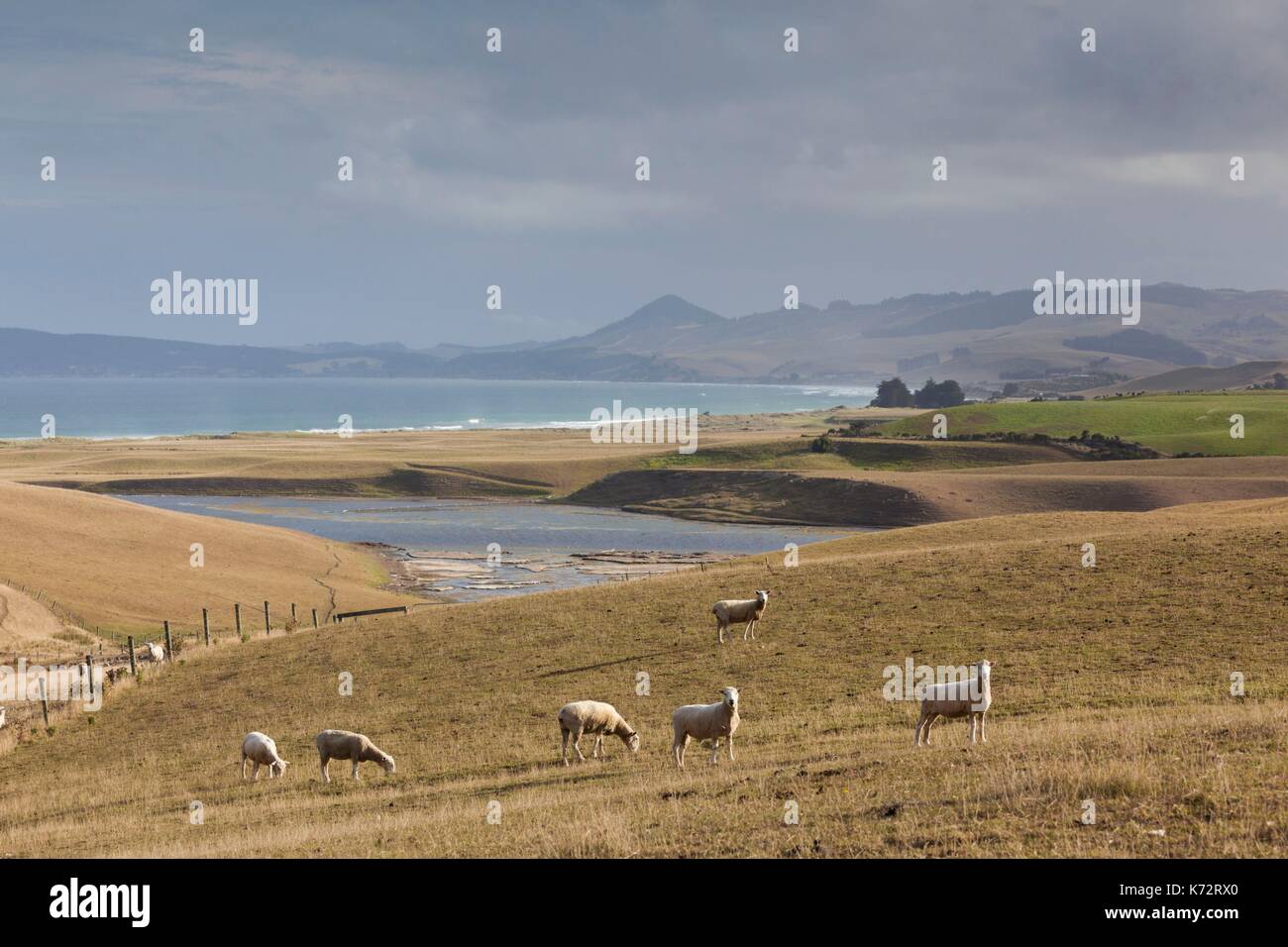 New Zealand, South Island, Otago, Moeraki, Katiki Point, sheep Stock ...