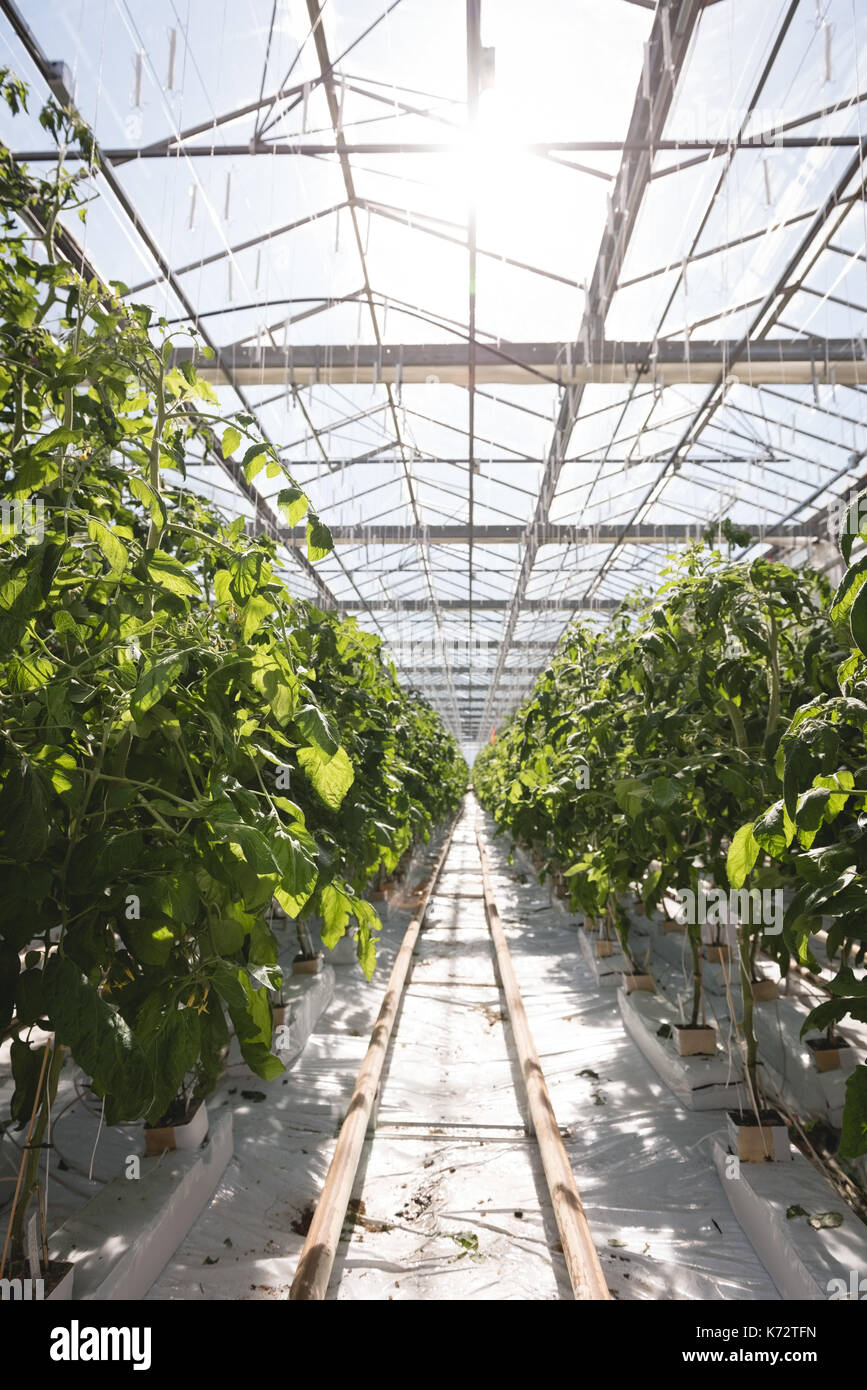 Interior view of modern greenhouse Stock Photo - Alamy