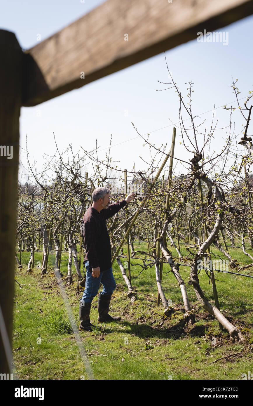 Man examining tree hi-res stock photography and images - Alamy