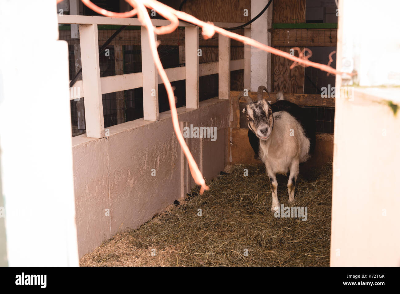Domestic goat in a barn Stock Photo - Alamy