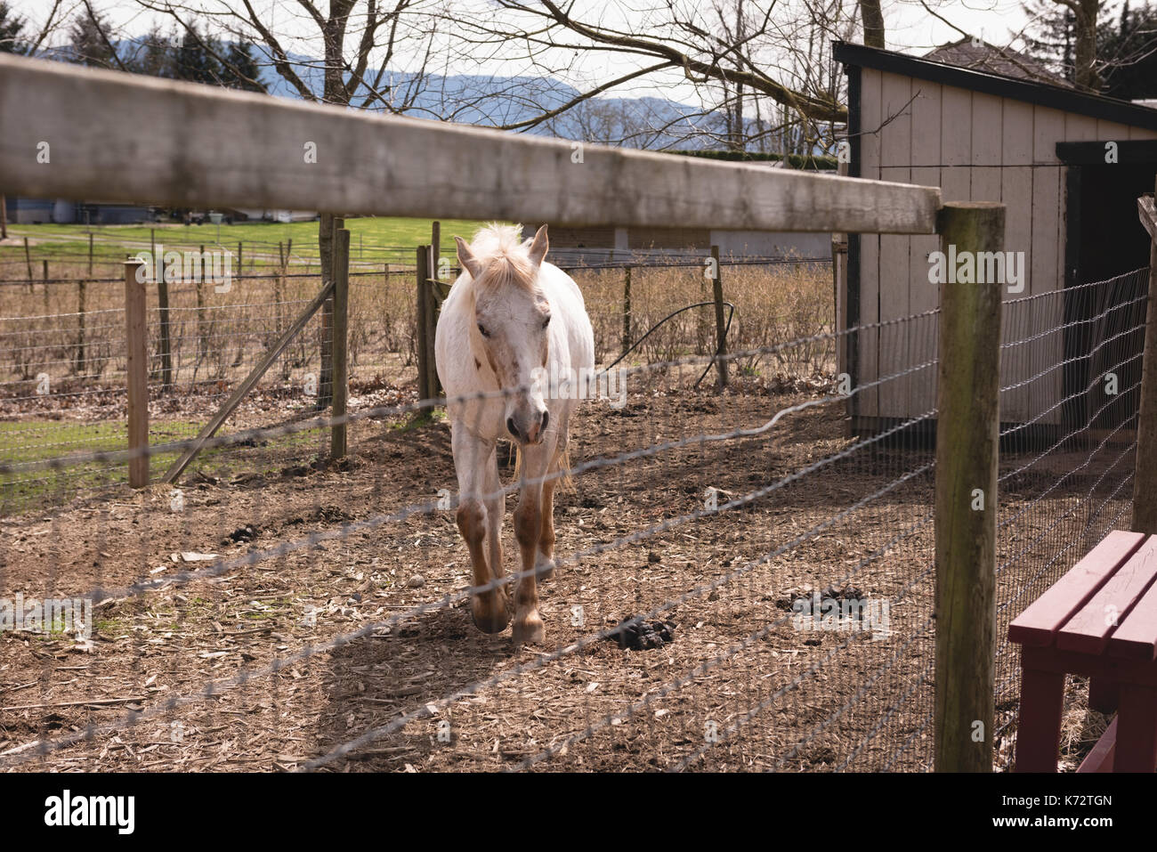 Modern animal livestock horse hi-res stock photography and images - Alamy