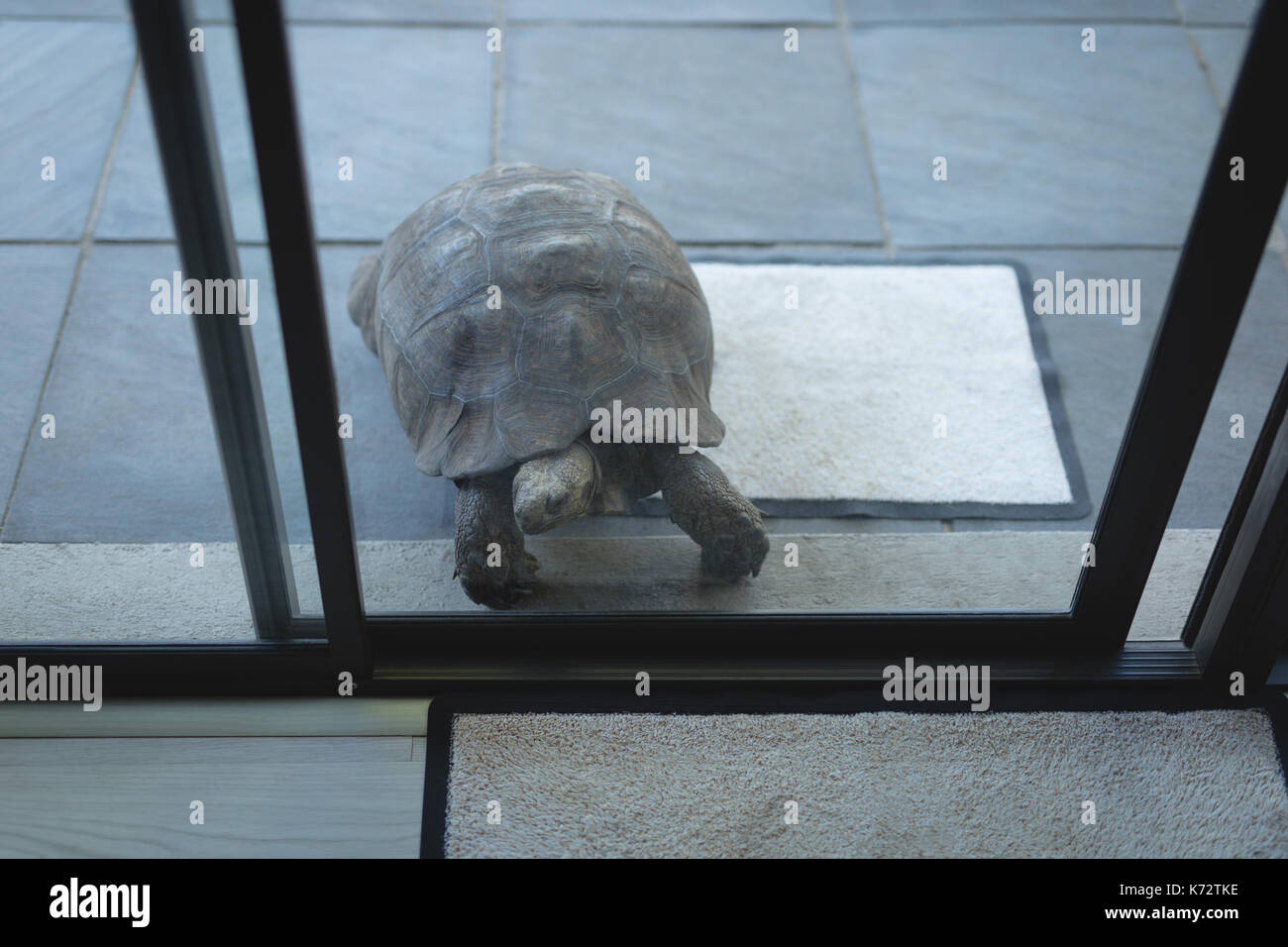 Tortoise with shell closed hi-res stock photography and images - Alamy