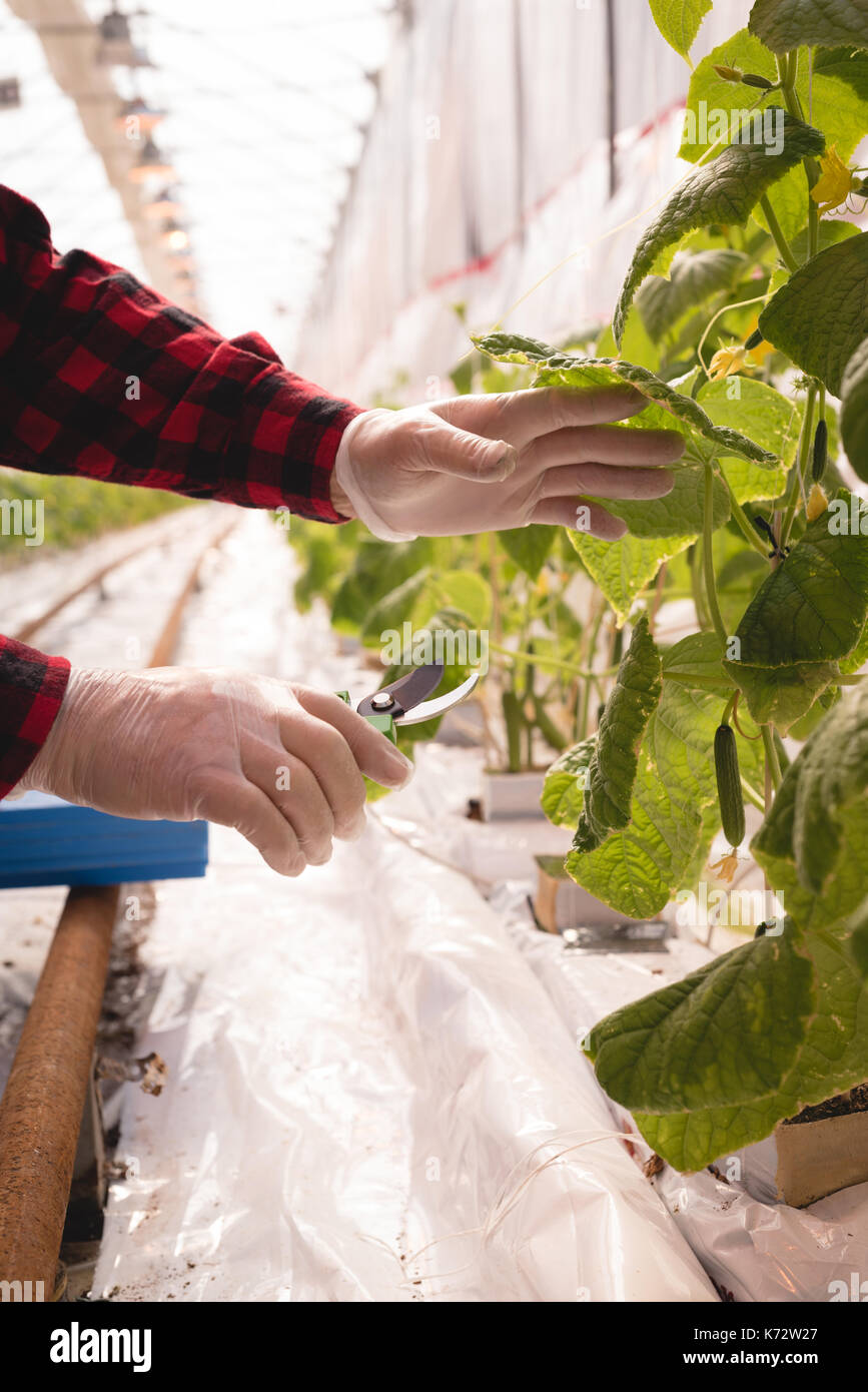 Mans hand pruning plants with pruning shears in greenhouse Stock Photo ...