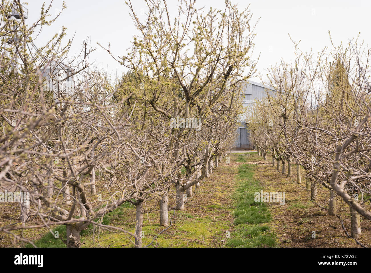 Fresh tree farm on a sunny day Stock Photo - Alamy