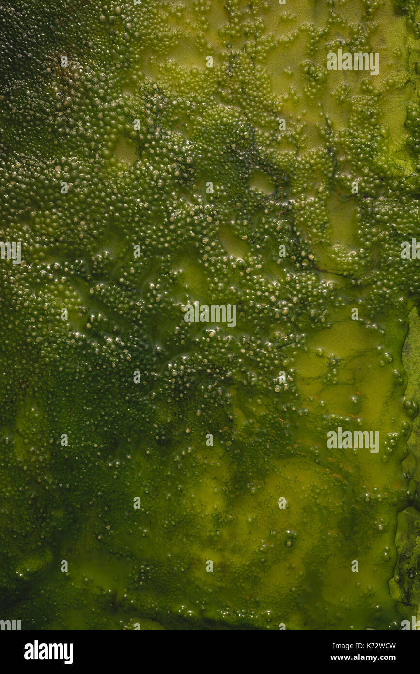 Healthy algae growth hi-res stock photography and images - Alamy