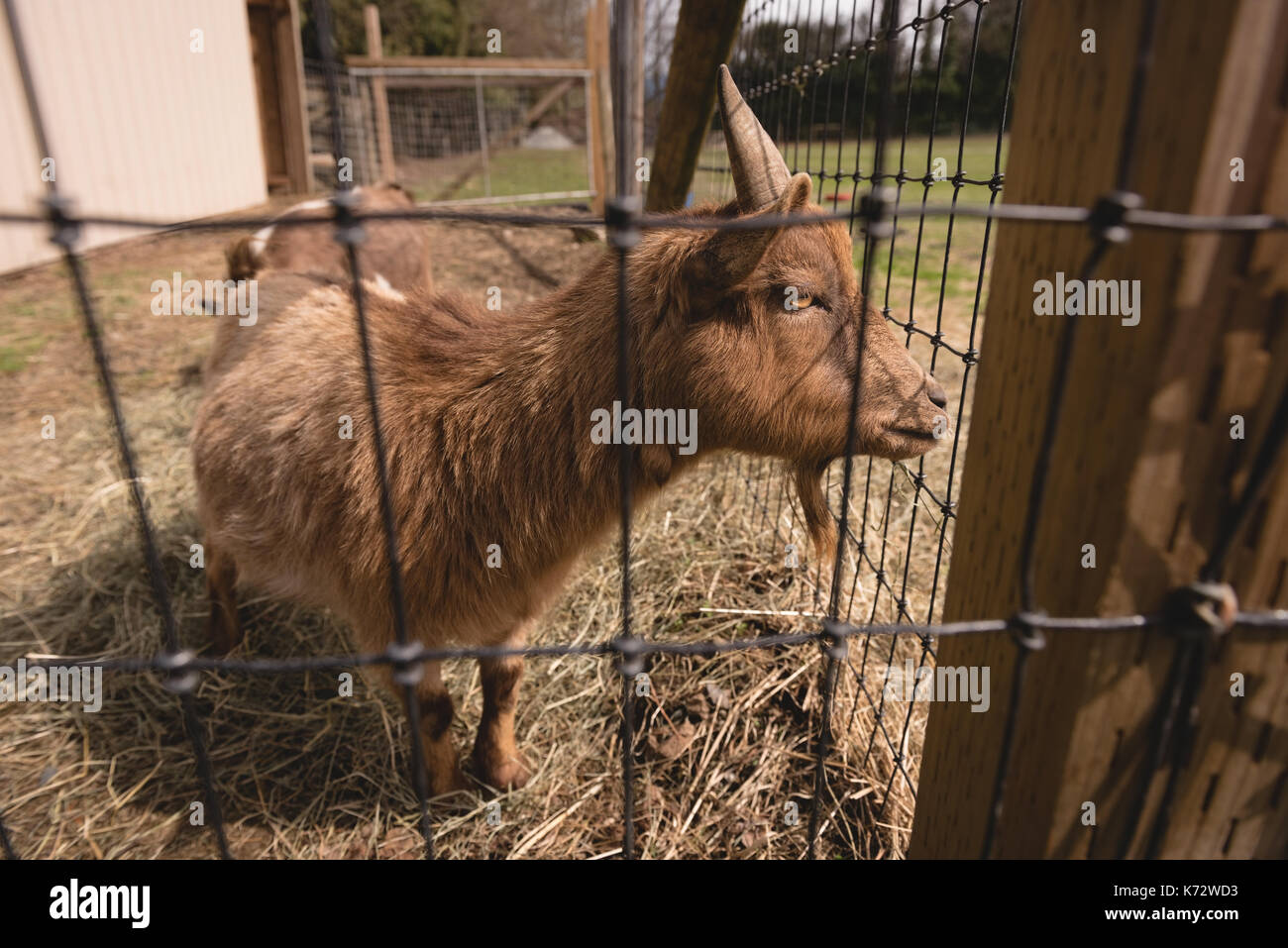 Domestic goat in a barn Stock Photo - Alamy