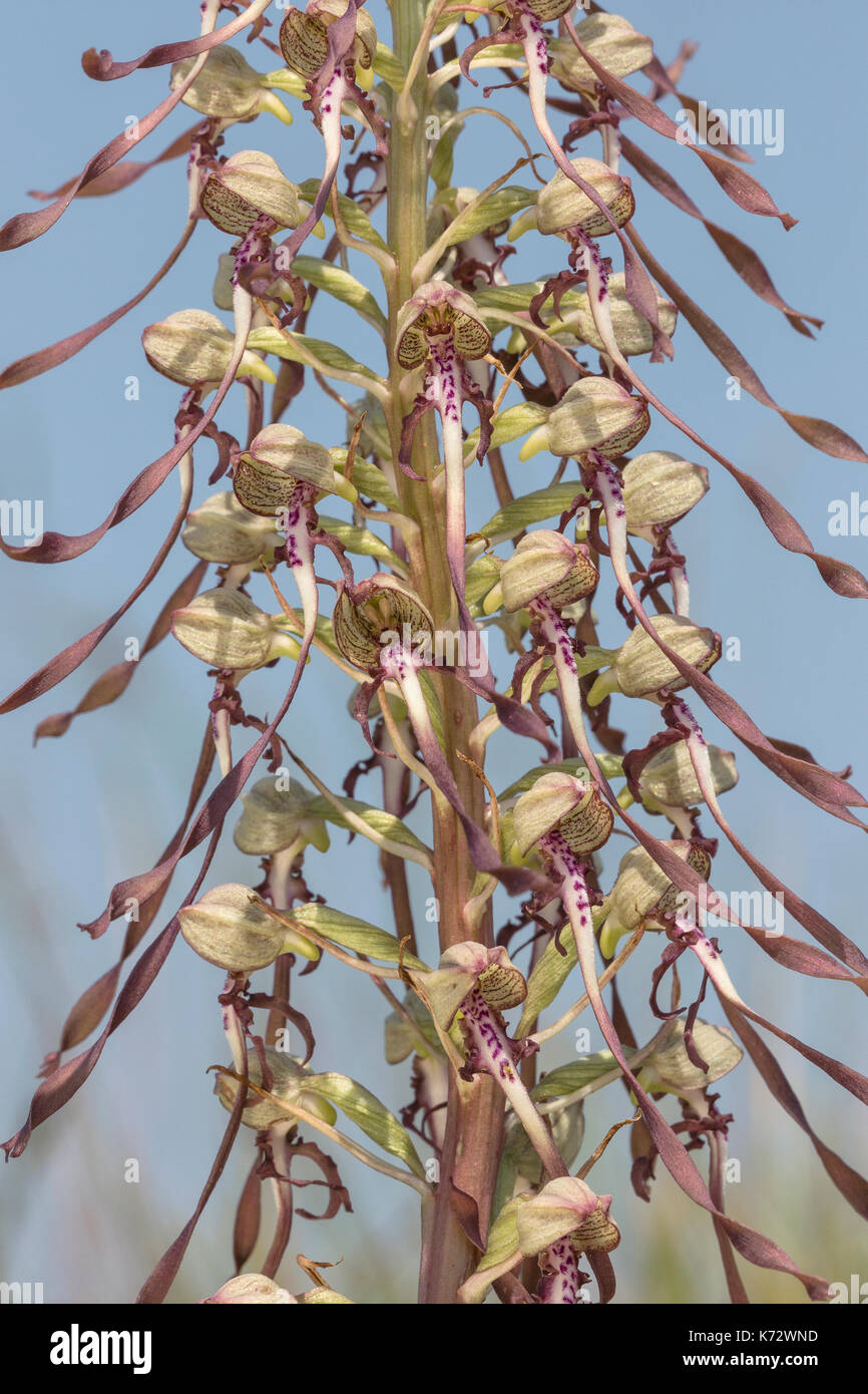 British orchid species hi-res stock photography and images - Alamy