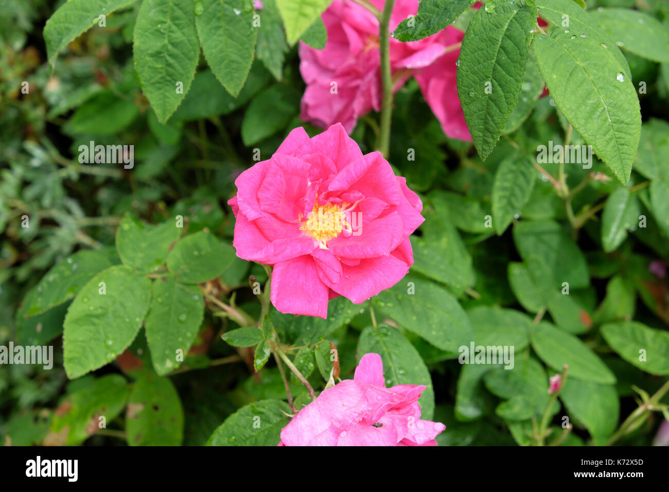 Open pink roses hi-res stock photography and images - Alamy