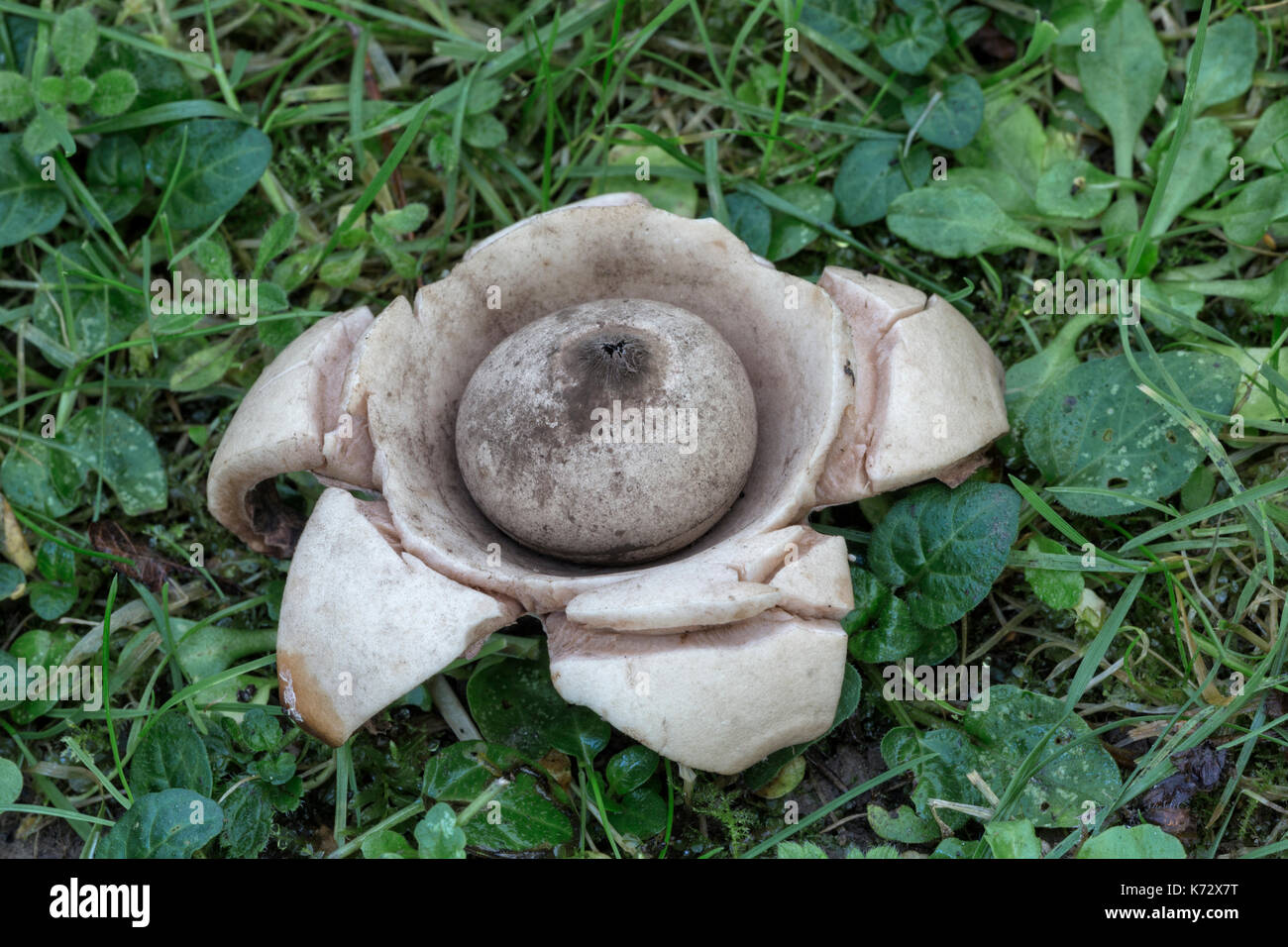 Collared Earthstar - Geastrum triplex Stock Photo - Alamy