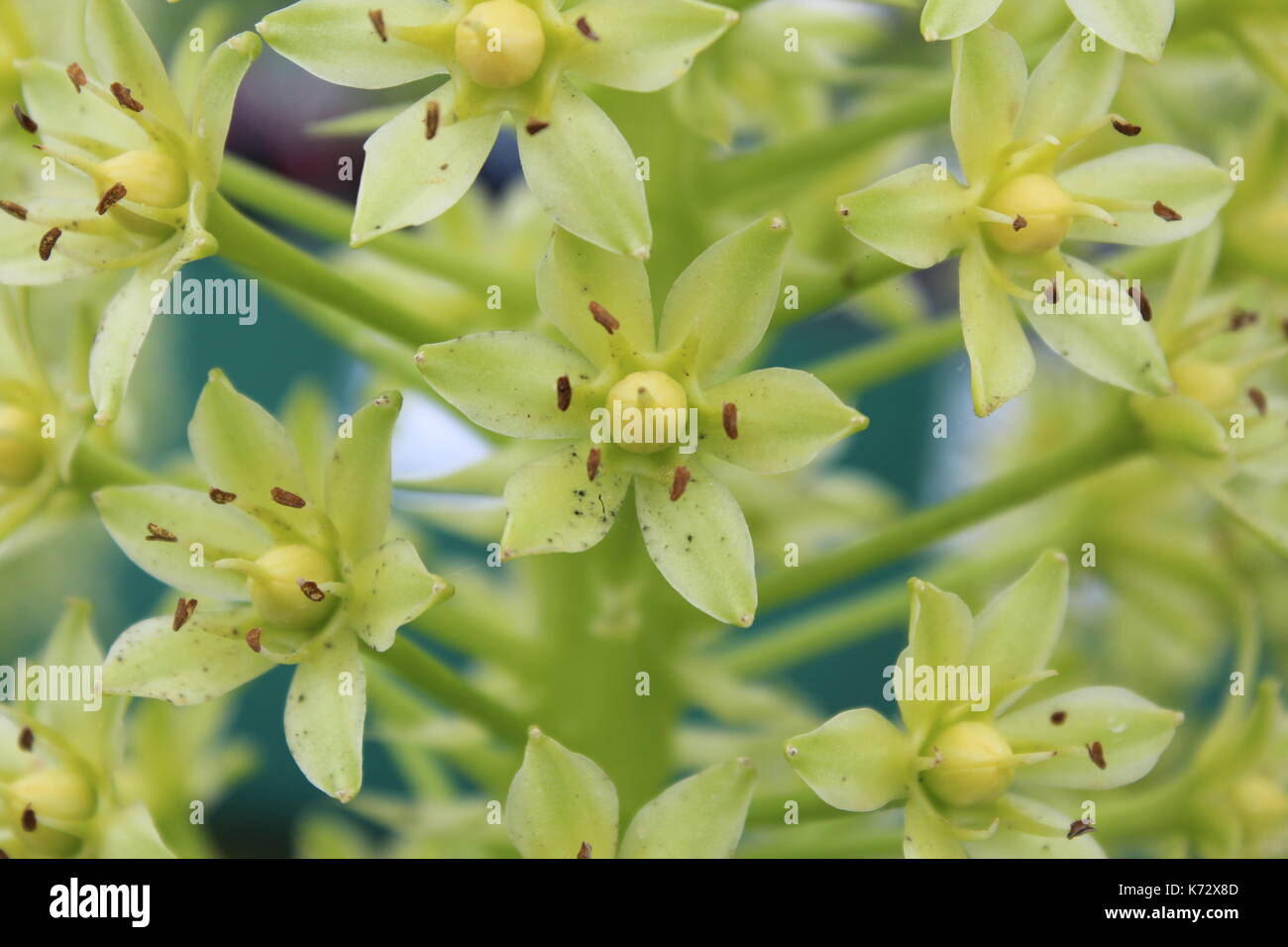 multiple flower headed plant Stock Photo - Alamy
