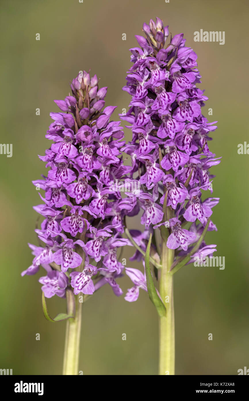 Common Spotted Orchid flowering heads Stock Photo - Alamy