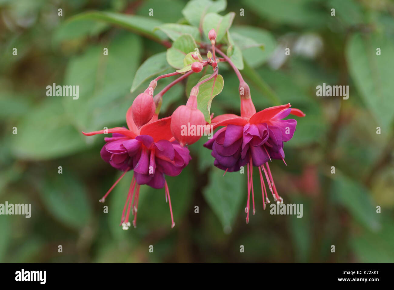 Fuchsia 'Dollar Princess' Stock Photo - Alamy