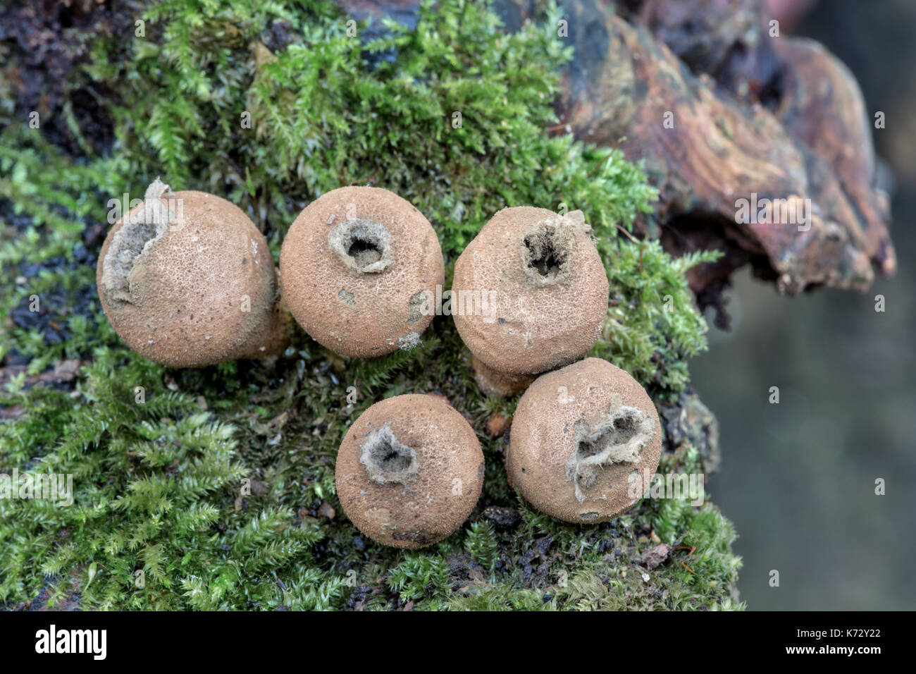 Puffball species hi-res stock photography and images - Alamy