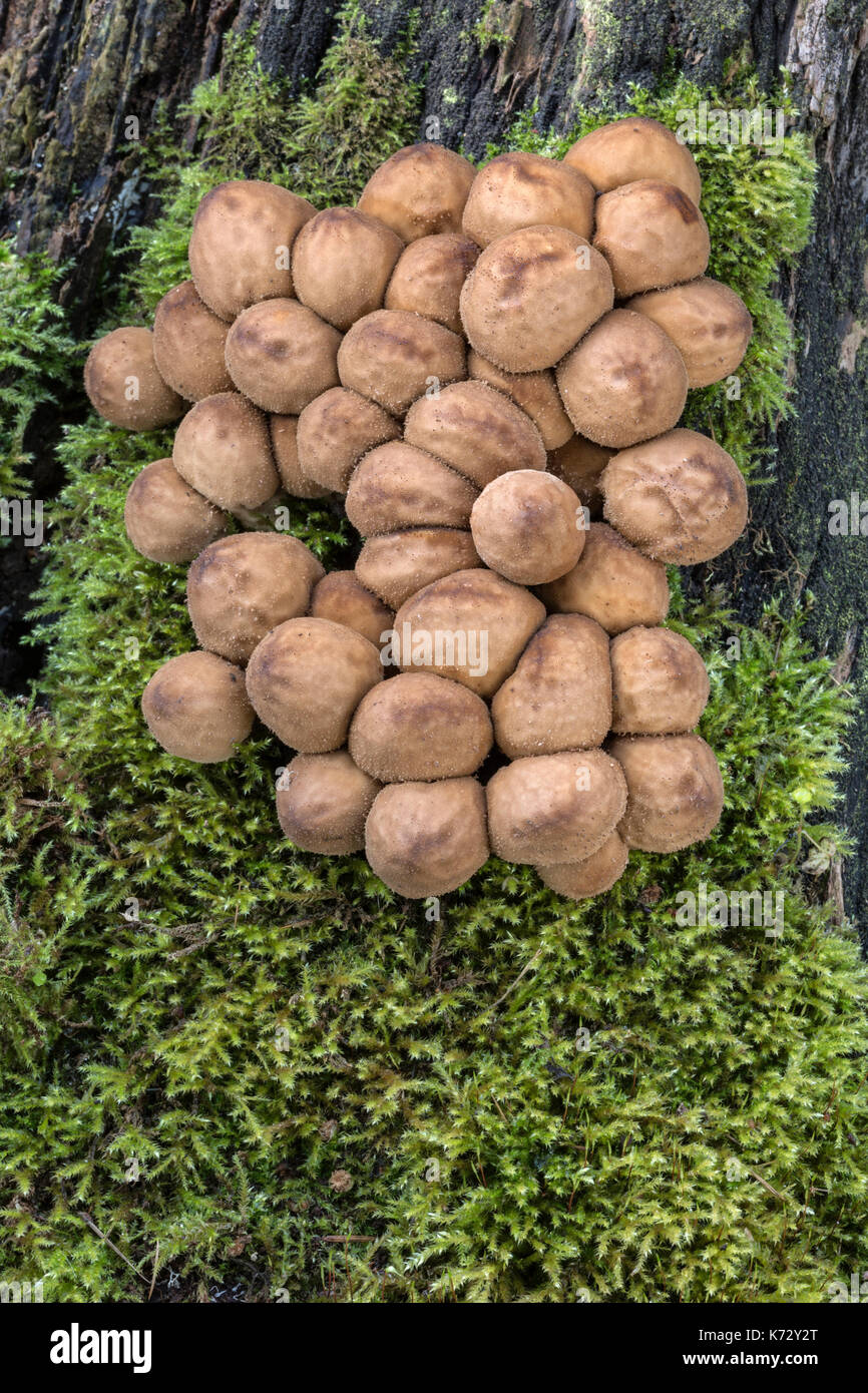 Puffball species hi-res stock photography and images - Alamy