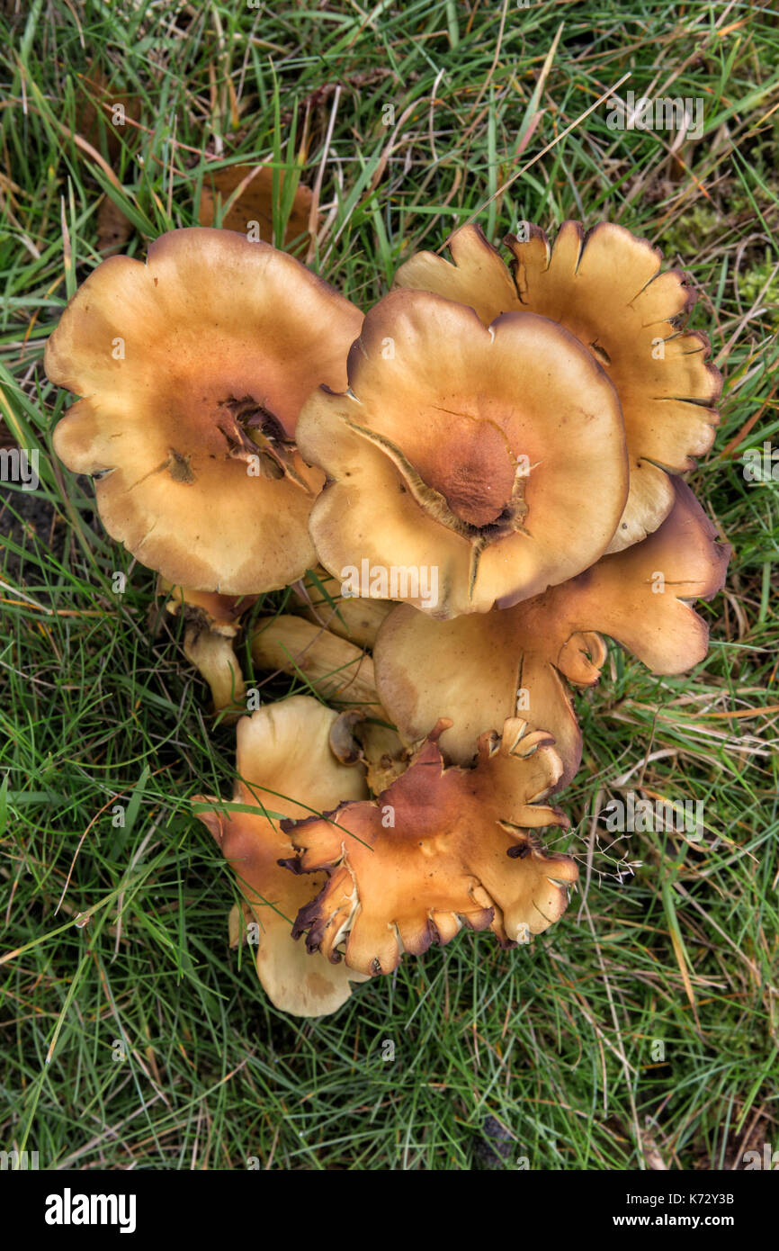 Sulphur cup hi-res stock photography and images - Alamy