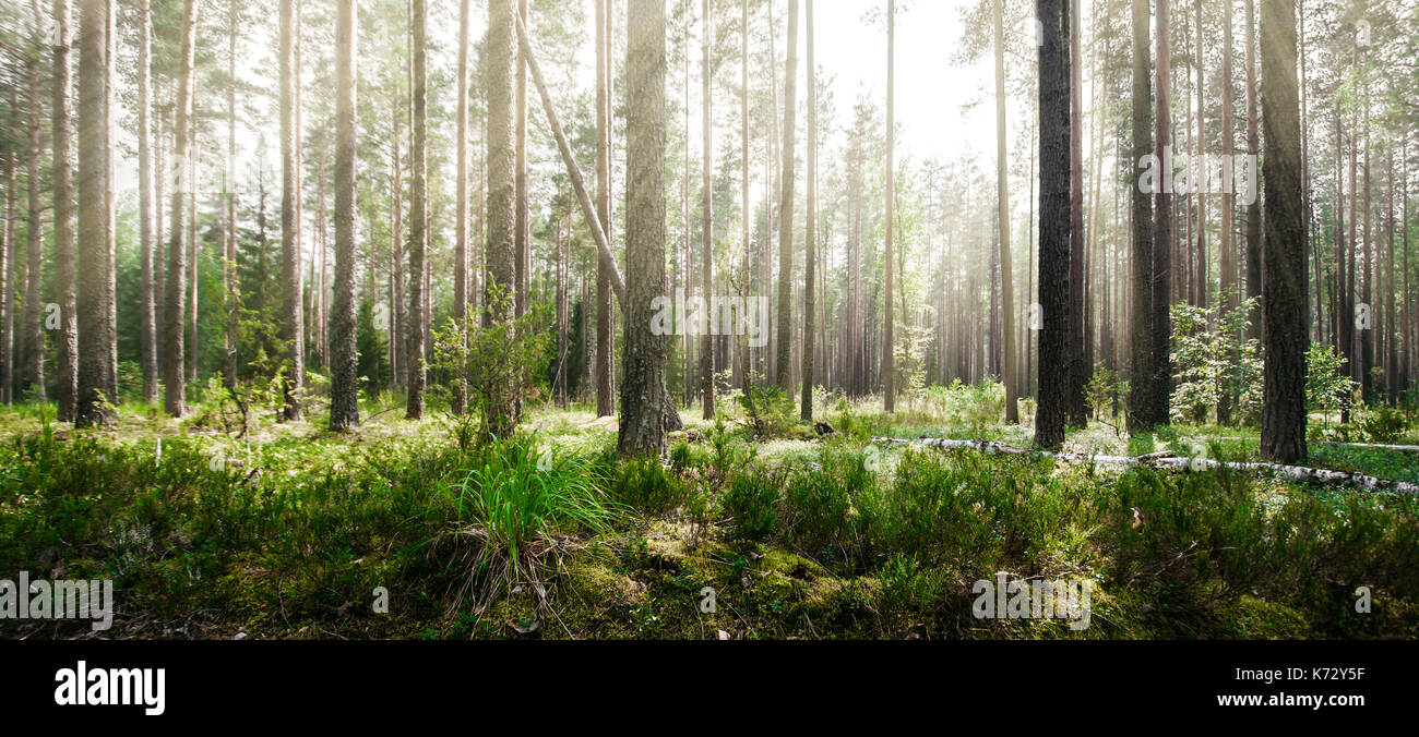 Wild trees hi-res stock photography and images - Alamy