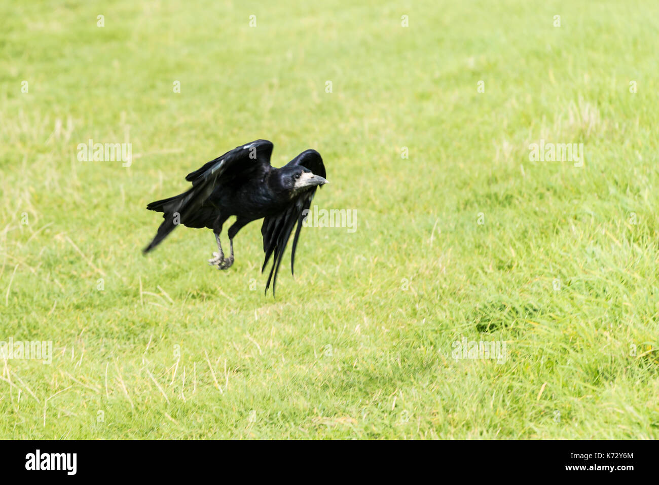 C frugilegus hi-res stock photography and images - Alamy