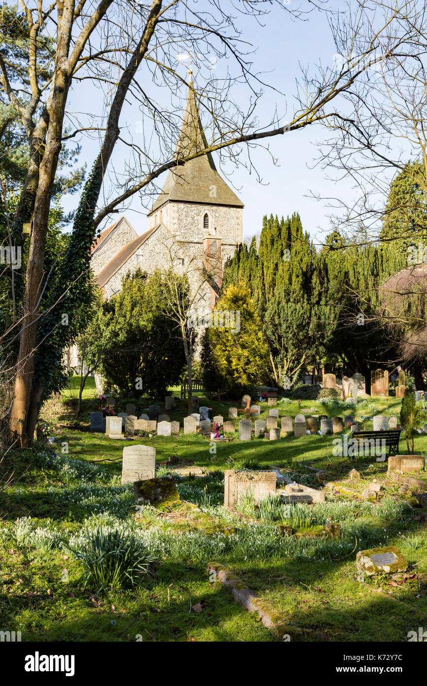 Snowdrops around the gravestones at the parish church of St Martin of ...