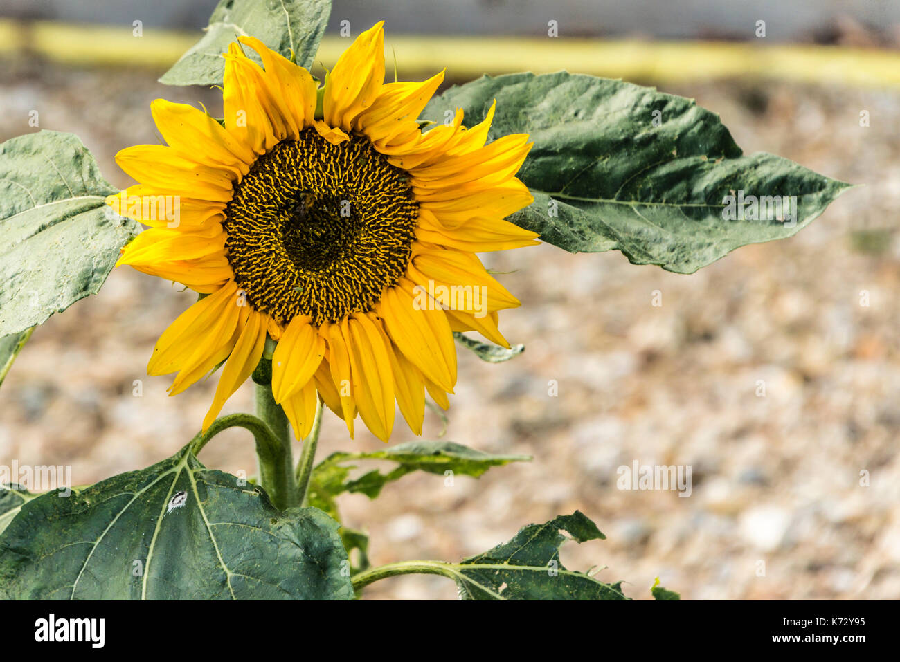 A sunflower (Helianthus Stock Photo - Alamy