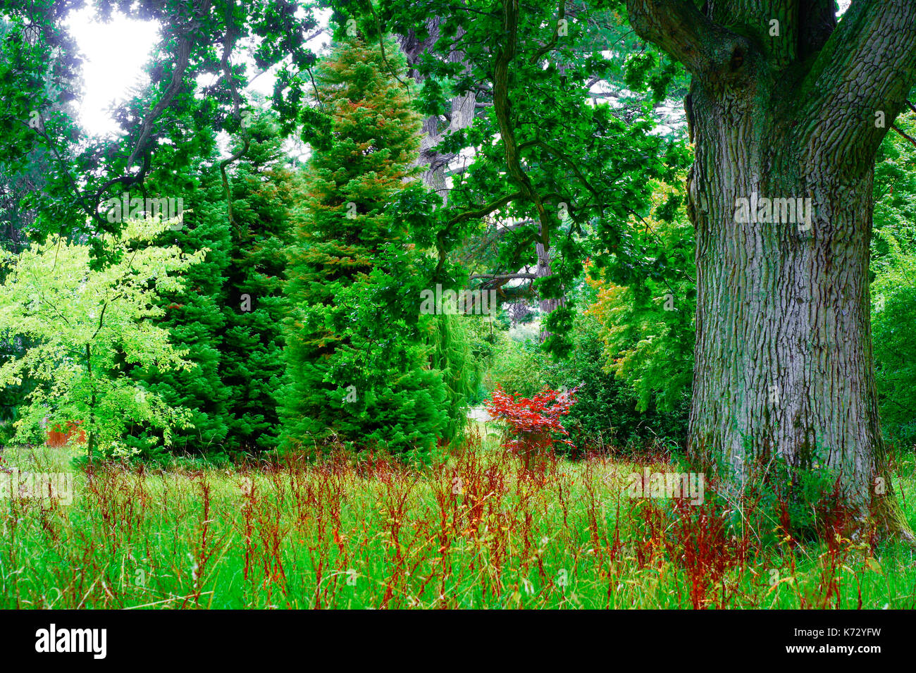 A vibrant parkland scene in the UK in summer, with light flare from the ...