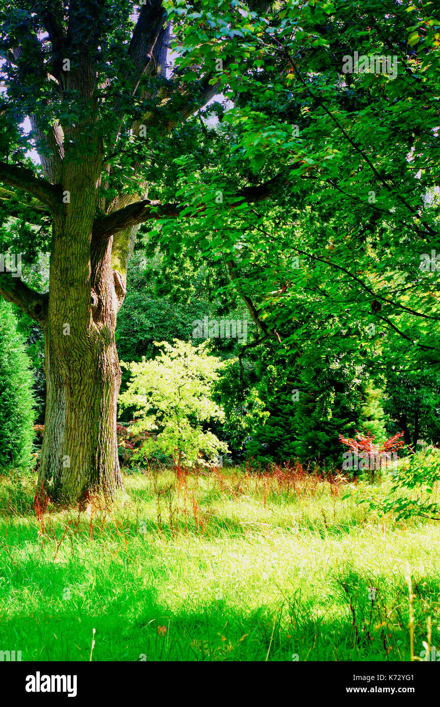 A vibrant parkland scene in the UK in summer, with light flare from the ...