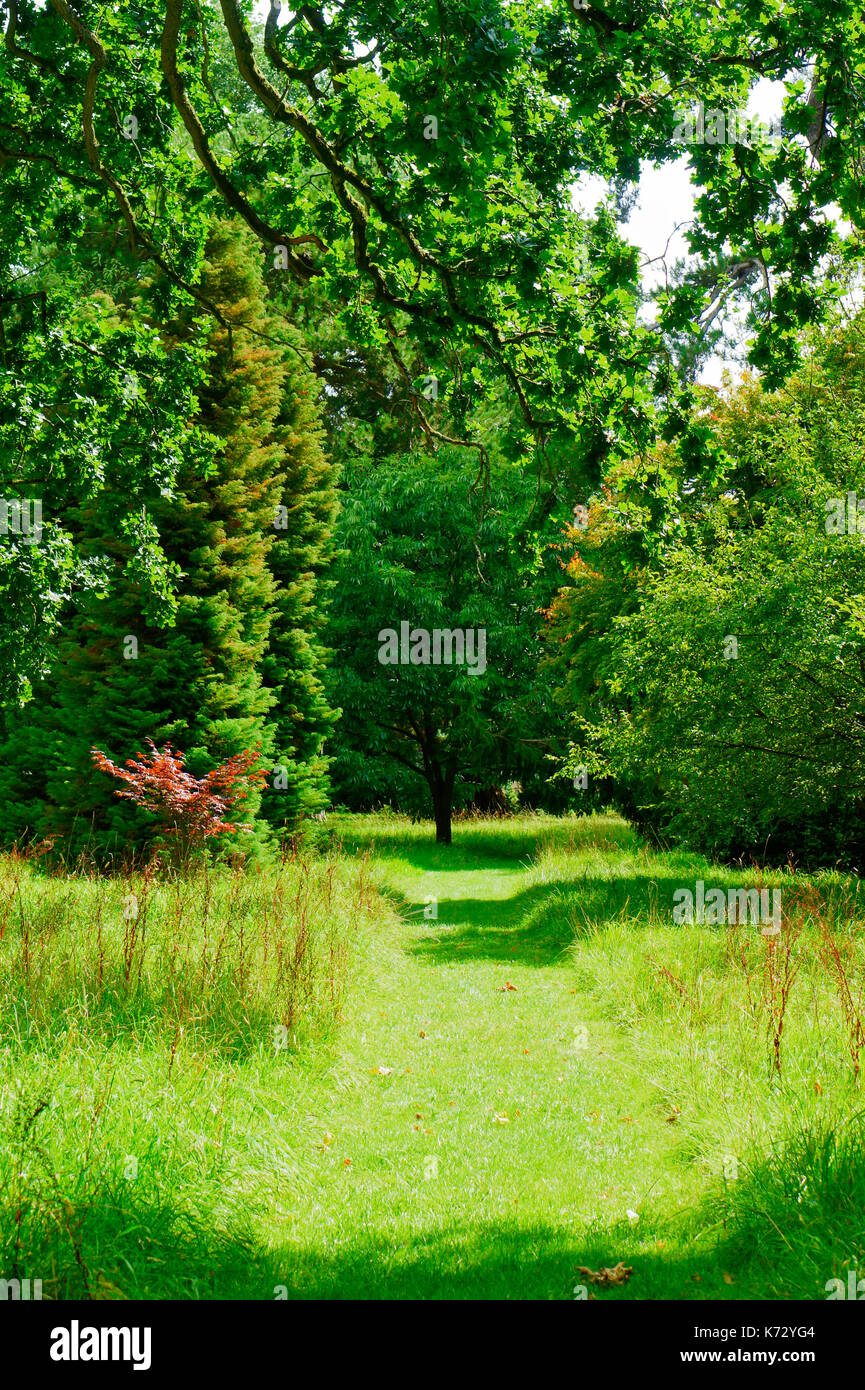 A vibrant parkland scene in the UK in summer, with light flare from the ...