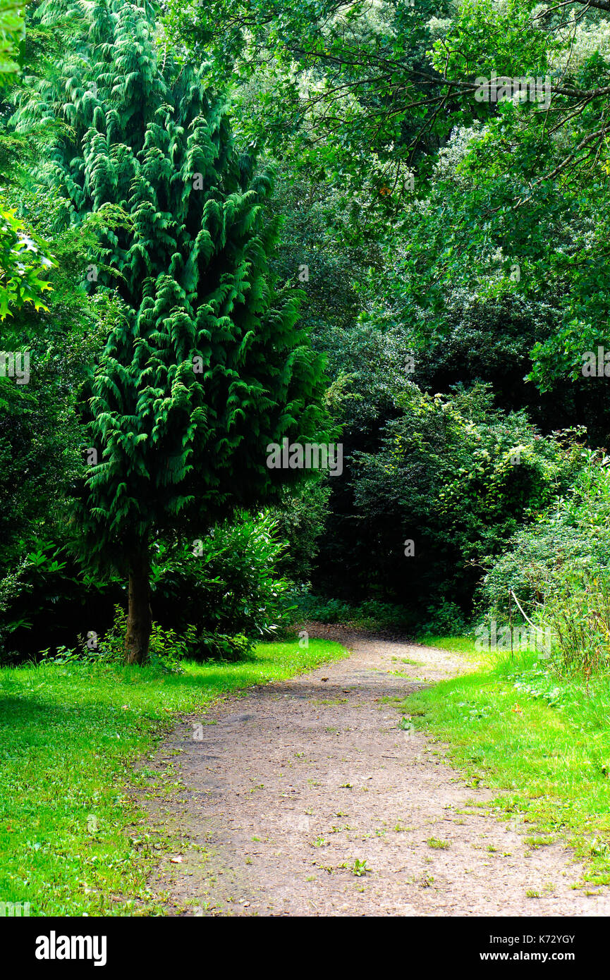 Beautiful route through the forest hi-res stock photography and images ...