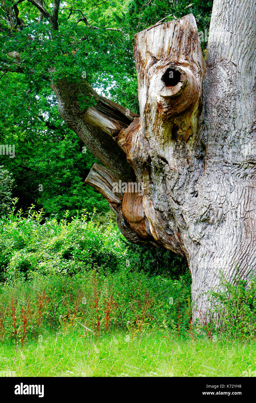 Ancient ecology hi-res stock photography and images - Alamy