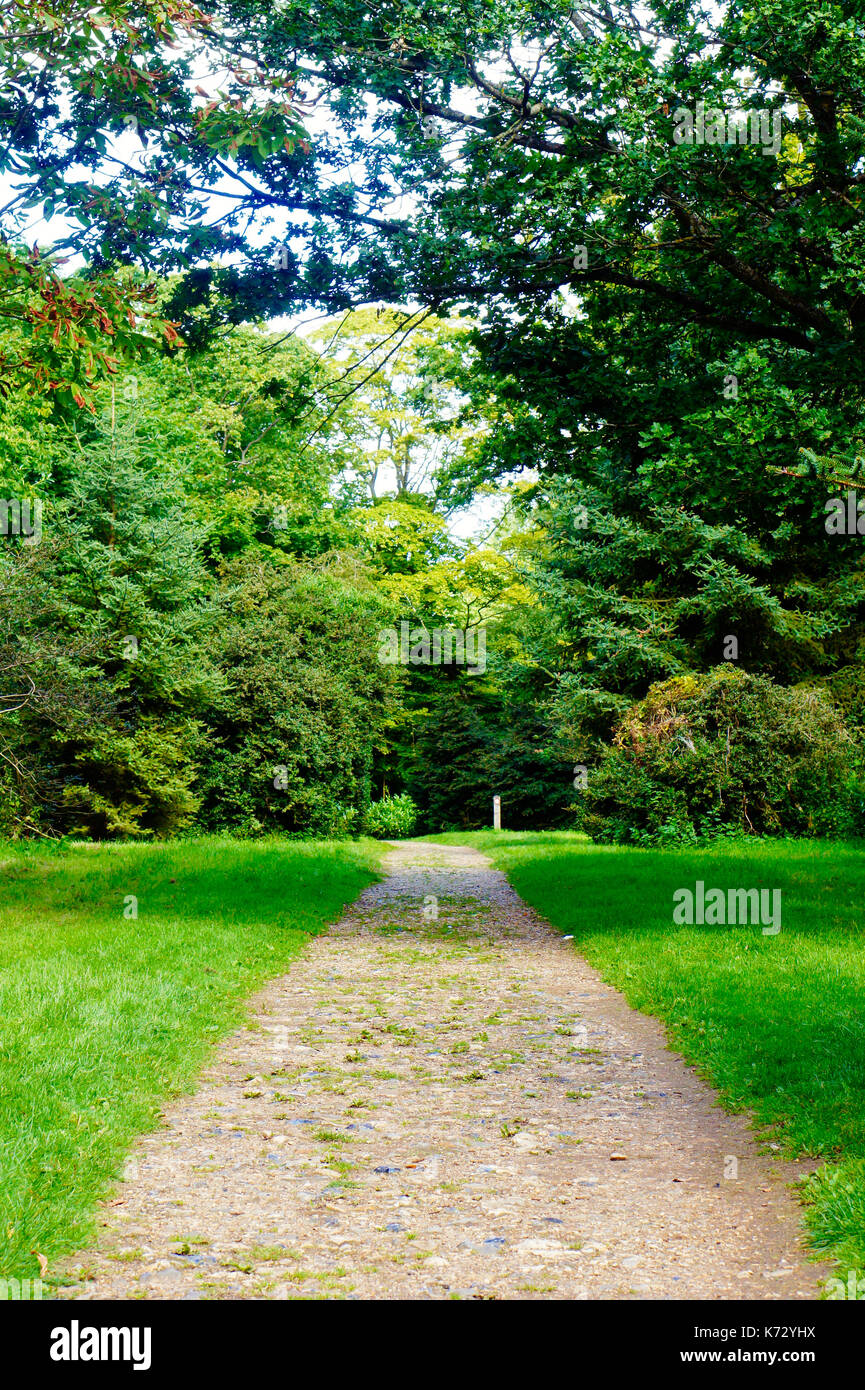 Woodland walkway through trees in hi-res stock photography and images ...