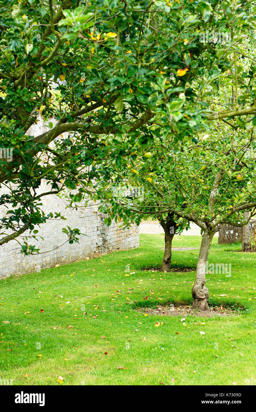 A fruit orchard in the UK Stock Photo - Alamy