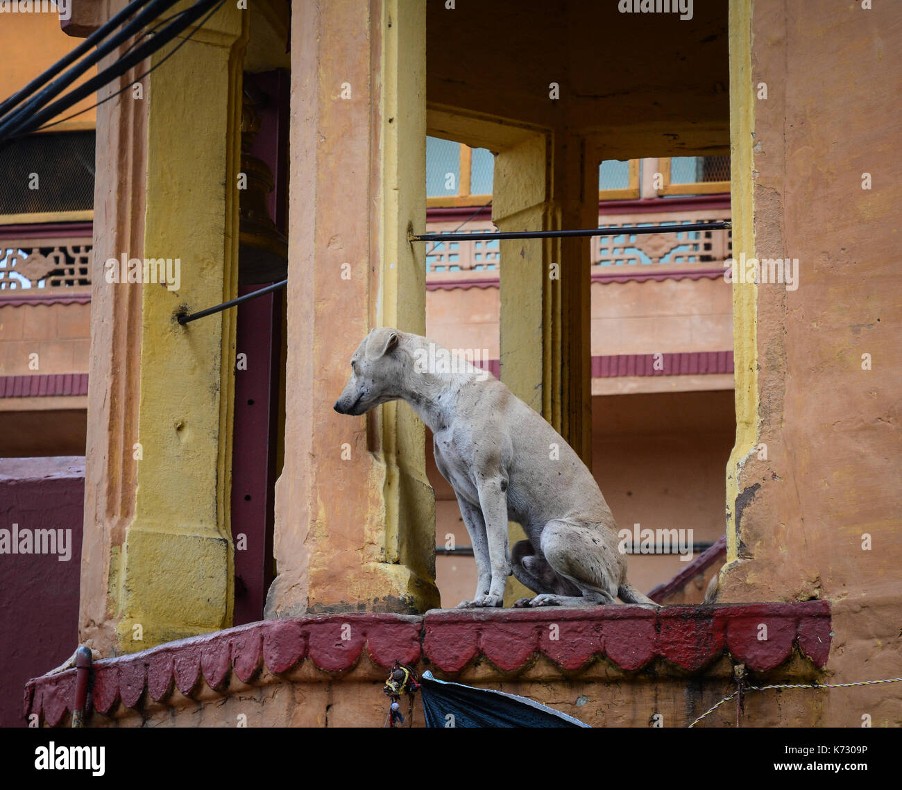 A dog sitting at old ghat on Ganges riverbank in Varanasi, India Stock ...