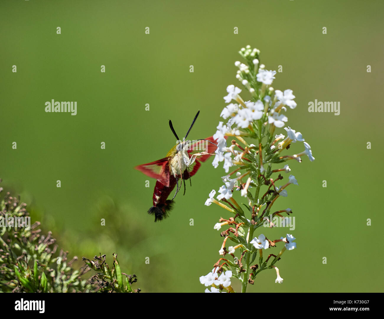 Hummingbird moth hi-res stock photography and images - Alamy