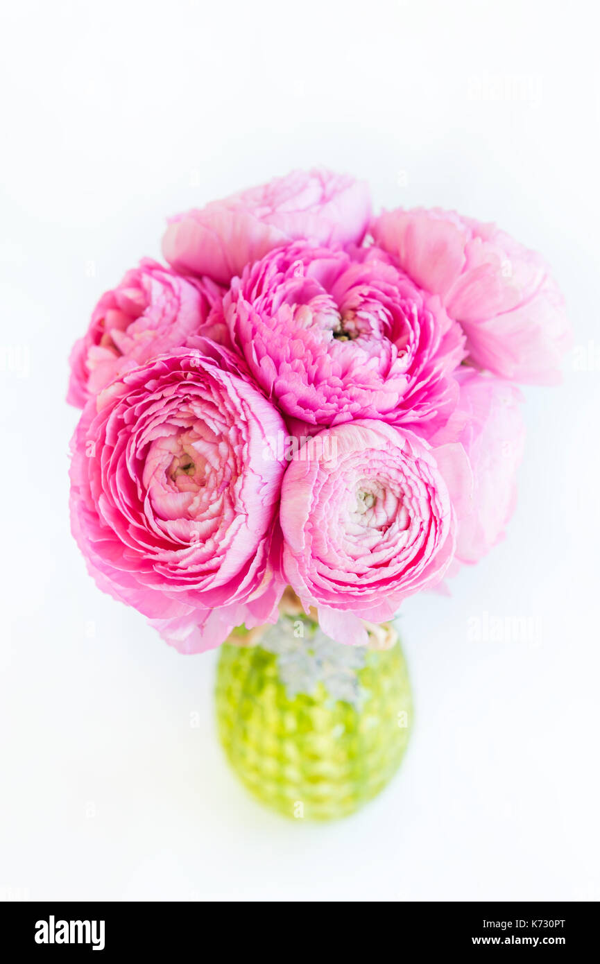 Beautiful bright pink renoncules in a green vase on white background ...