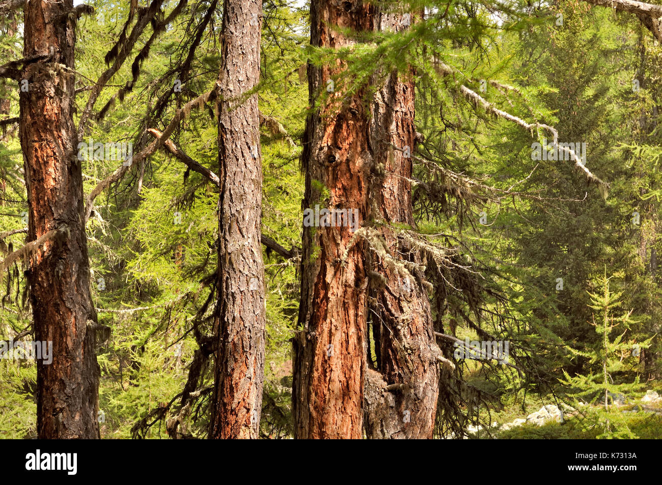 Larches fir hi-res stock photography and images - Alamy
