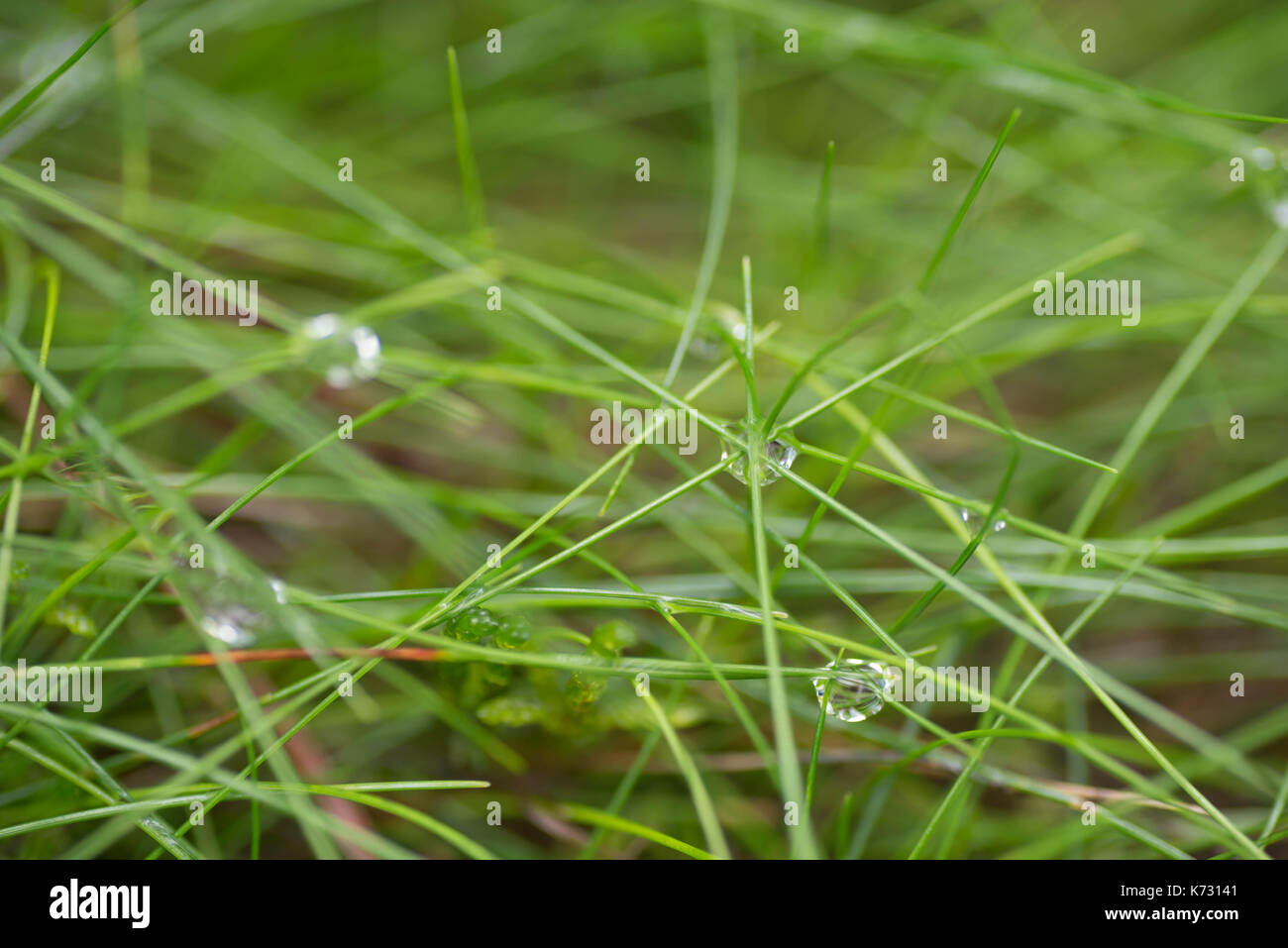 Drops summer rain fall on hi-res stock photography and images - Alamy