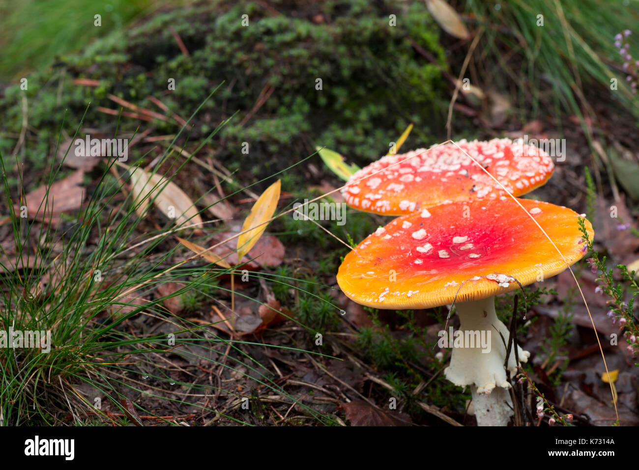 White spotted red toadstools hi-res stock photography and images - Alamy