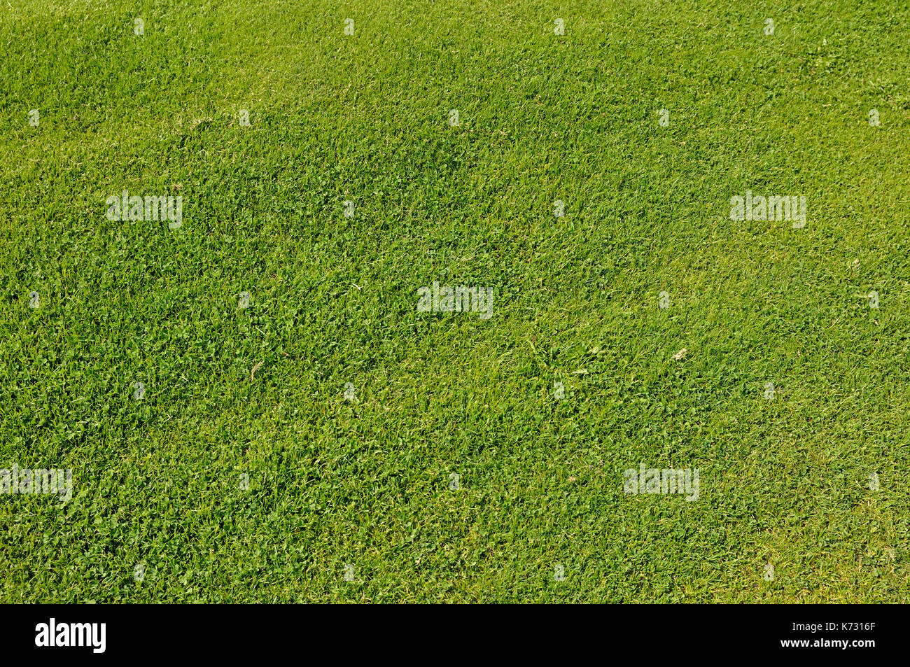 top of view on shaved and greenery grass Stock Photo - Alamy