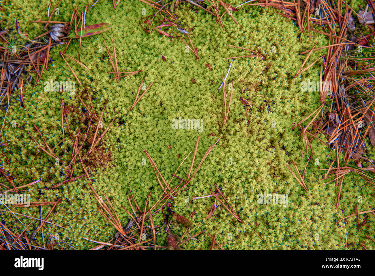 Pantone greenery 2017 color hi-res stock photography and images - Alamy