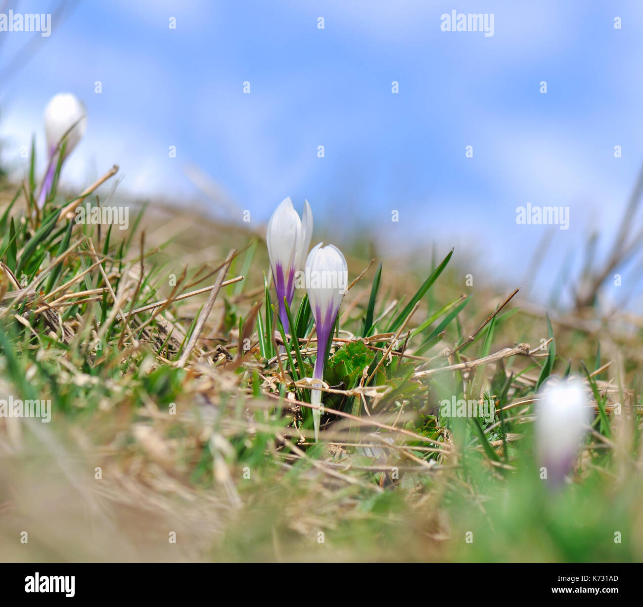 Wild crocus hi-res stock photography and images - Alamy