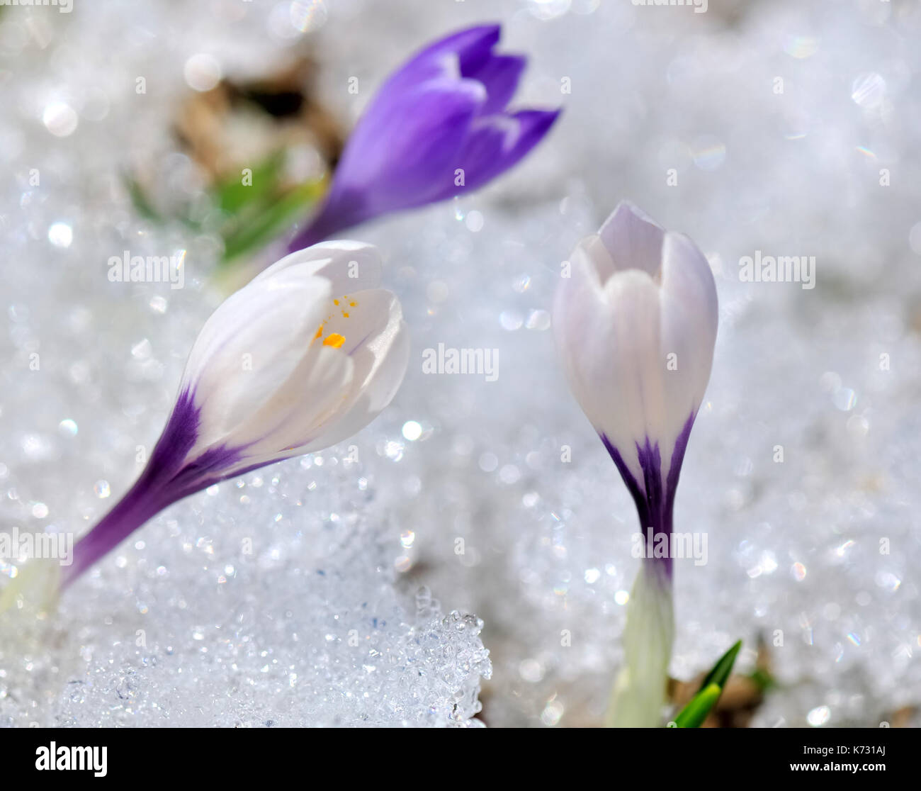 Wild crocus hi-res stock photography and images - Alamy