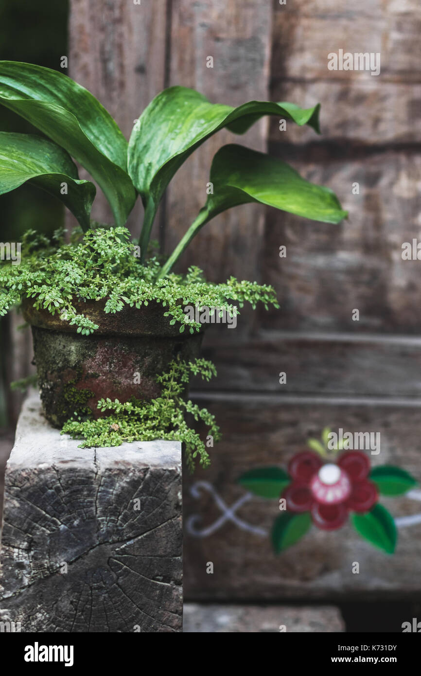 Decoration of house with plants in pots in shabby rustic style. Wooden ...