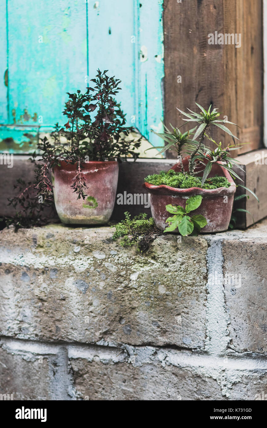 Decoration of house with plants in pots in shabby rustic style. Wooden ...