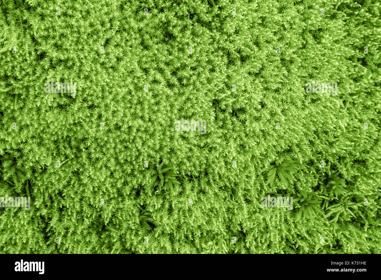 Pantone greenery 2017 color hi-res stock photography and images - Alamy