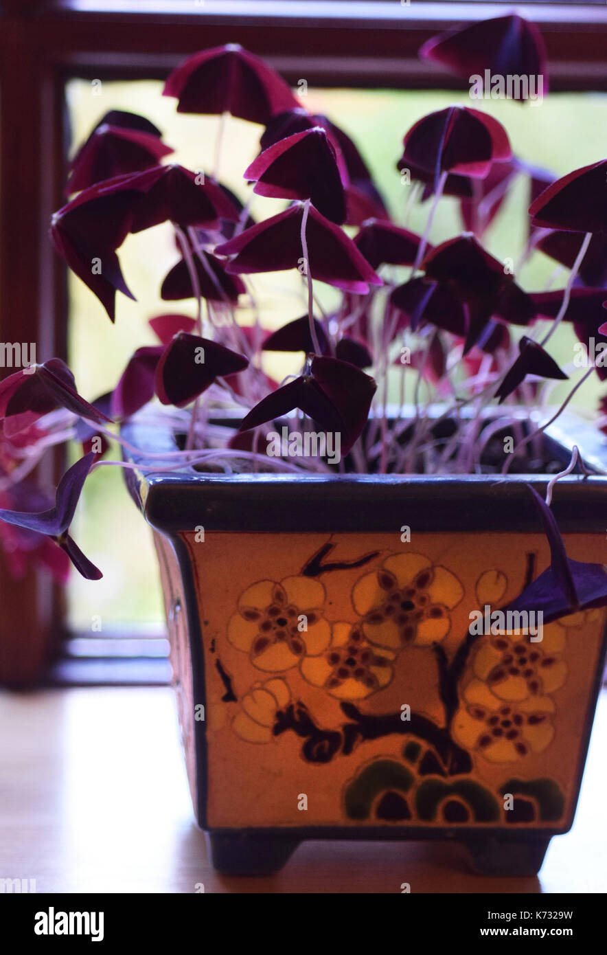 Oxalis triangularis pot plant hi-res stock photography and images - Alamy