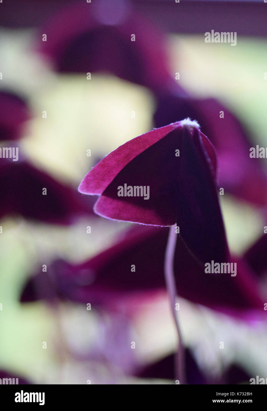 Oxalis triangularis house plant hi-res stock photography and images - Alamy